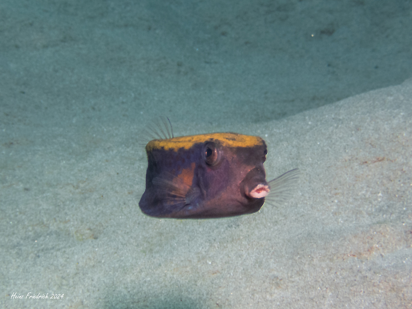 Kofferfisch Foto & Bild | tiere, wildlife, fische Bilder auf fotocommunity