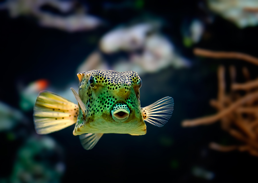 Kofferfisch Foto & Bild | tiere, zoo, wildpark & falknerei, zoo: fische ...