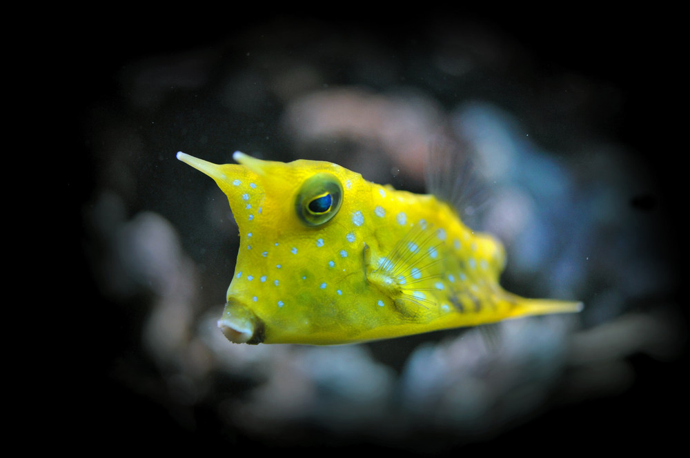 kofferfisch update Foto & Bild | tiere, haustiere, aquaristik Bilder ...