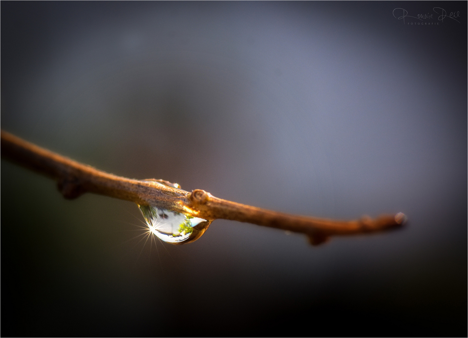 Kohäsion und Adhäsion Foto & Bild | natur-makros, natur-kreativ ...