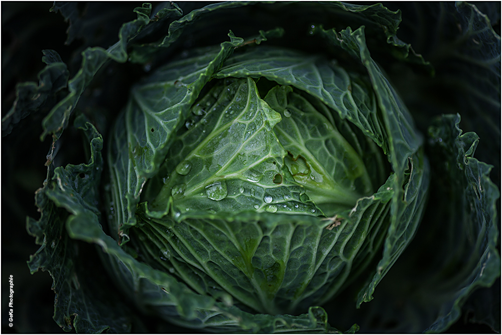 Kohl Foto & Bild | deutschland, europe, schleswig- holstein Bilder auf ...