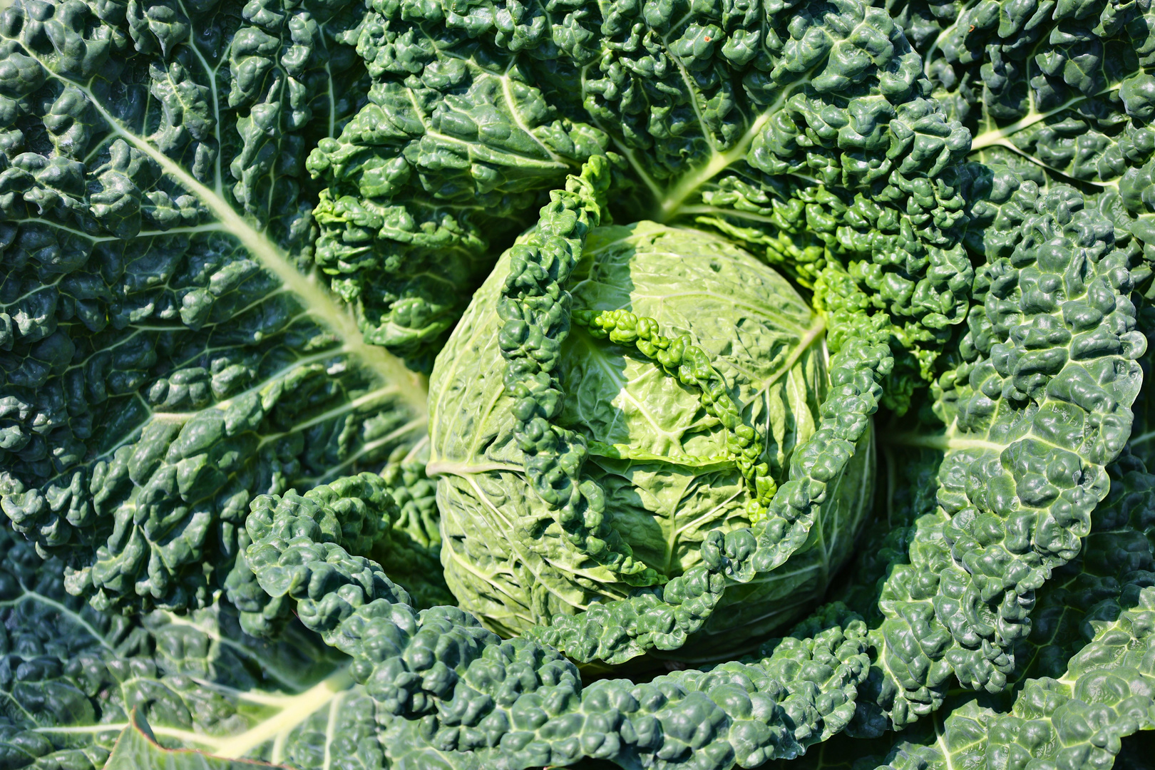 Kohl Foto & Bild | pflanzen, pilze & flechten, natur, pflanzen Bilder ...