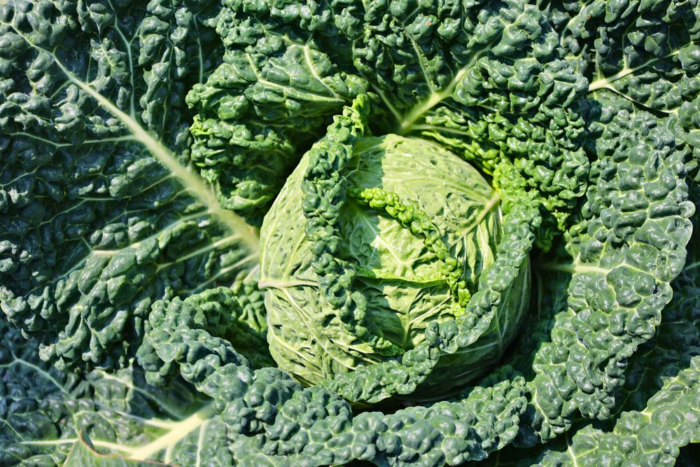 Kohl Foto & Bild | pflanzen, pilze & flechten, natur, pflanzen Bilder ...