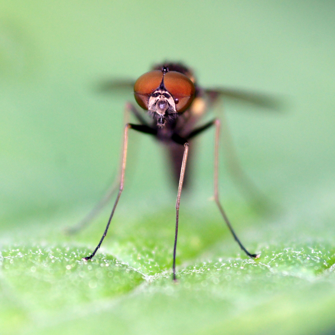 Kohlfliege Foto & Bild | tiere, wildlife, insekten Bilder auf fotocommunity