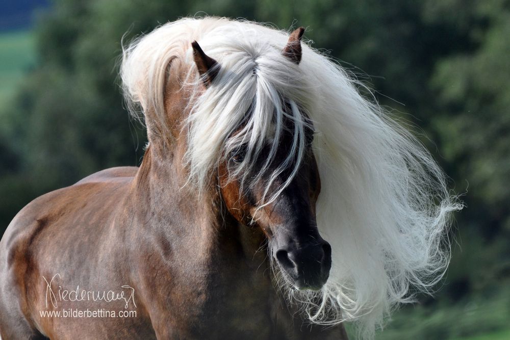 Kohlfuchs Haflinger liz. Steiermark von Sandra Luber Foto & Bild ...