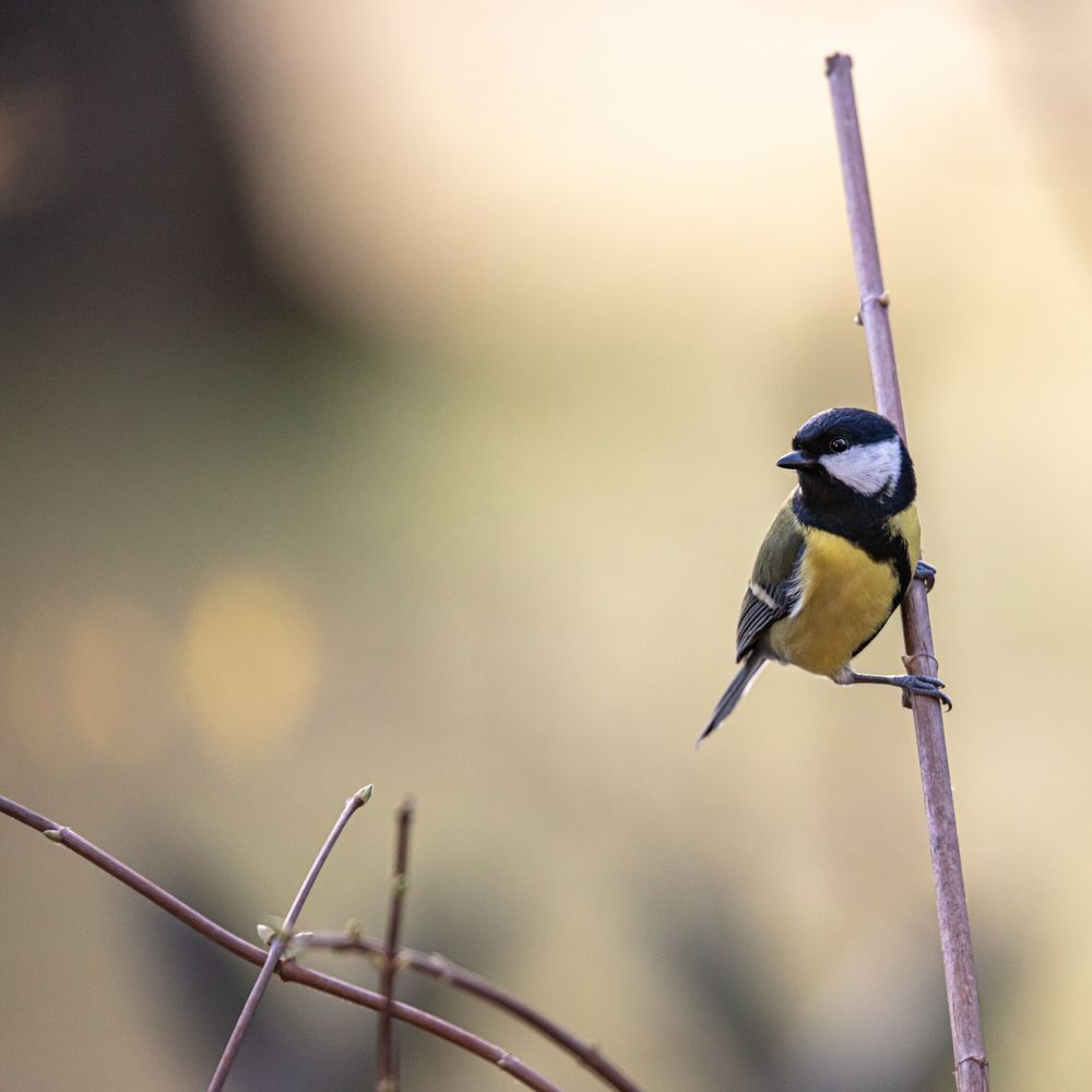 Kohlmeise Foto & Bild | dokumentation, outdoor, natur Bilder auf fotocommunity