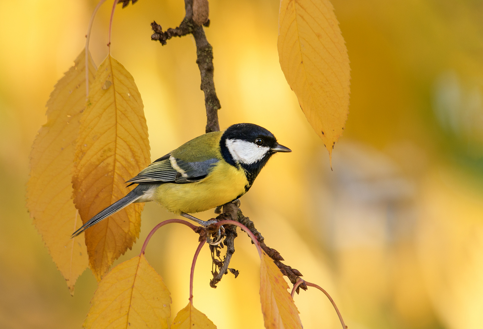 Kohlmeise Foto & Bild | gelb, natur, herbst Bilder auf fotocommunity