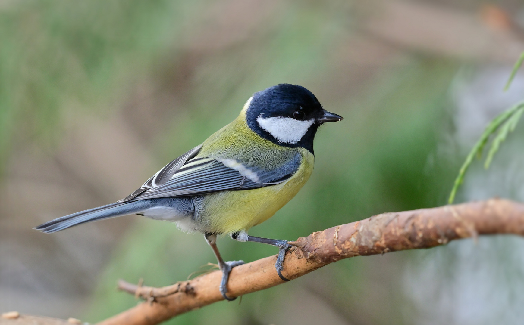 Kohlmeise... Foto & Bild | tiere, wildlife, wild lebende vögel Bilder ...
