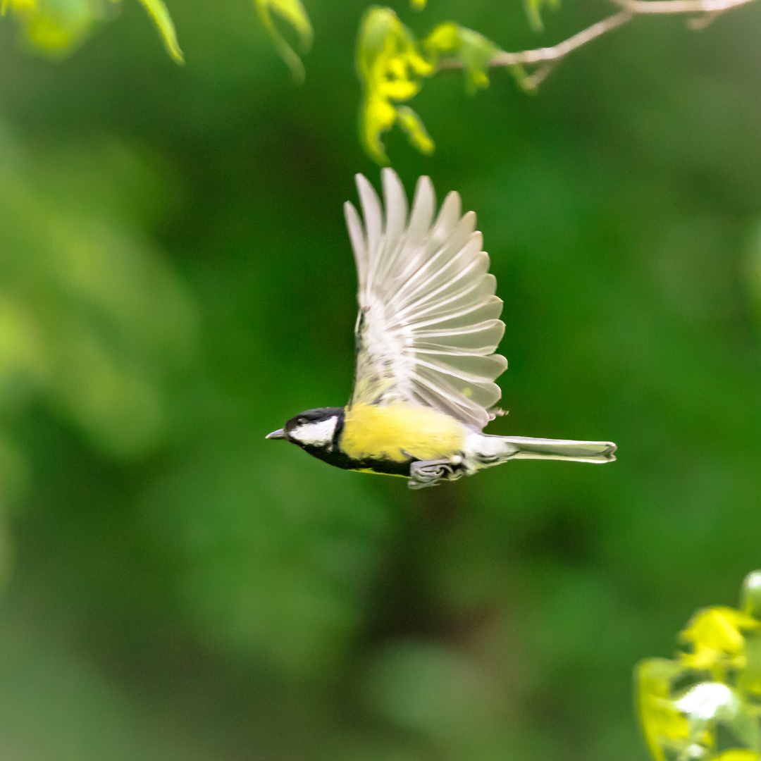 Kohlmeise im Flug Foto & Bild | natur, speed, details Bilder auf ...