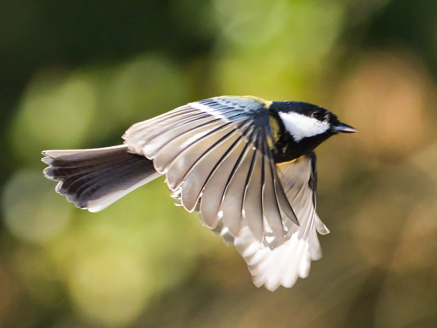 Kohlmeise im Flug Foto & Bild | tiere, wildlife, wild lebende vögel ...