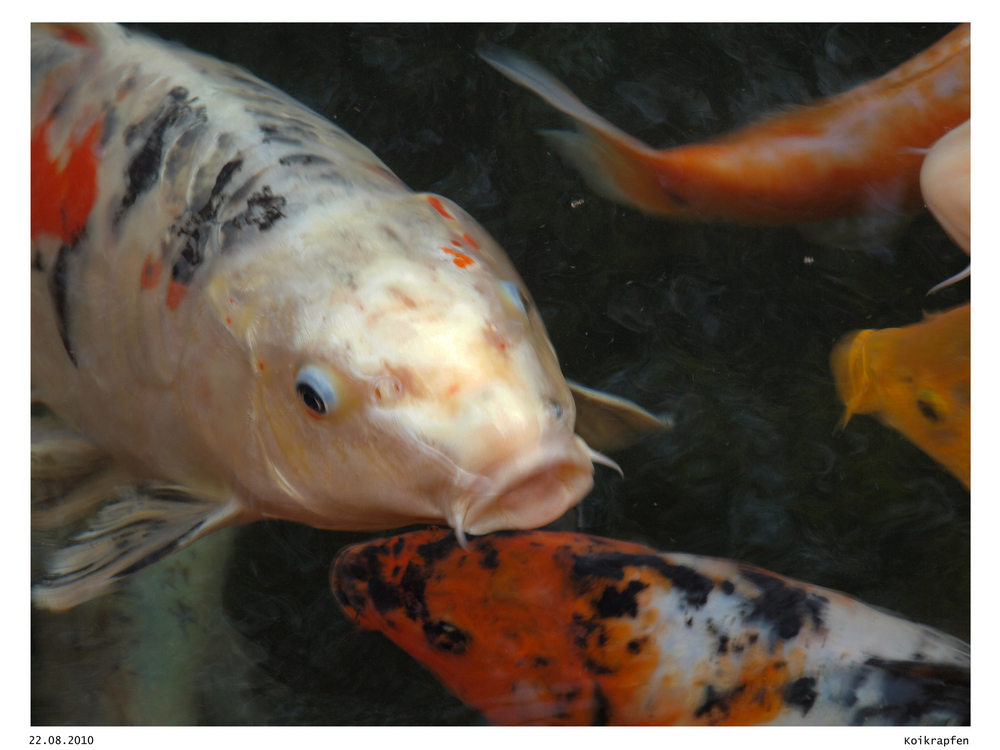 Koi Karpfen Foto & Bild | tiere, wildlife, fische Bilder auf fotocommunity