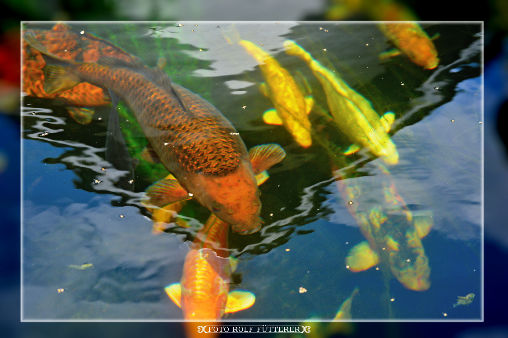 Koi-Karpfen Foto & Bild | tiere, tierdetails, koi karpfen Bilder auf ...
