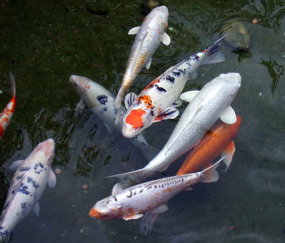 -Koi- Karpfen- Foto & Bild | tiere, wildlife, fische Bilder auf ...