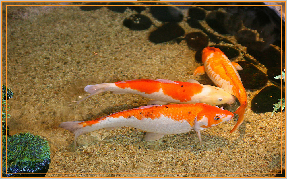 Koi ' s Foto & Bild | tiere, wildlife, fische Bilder auf fotocommunity