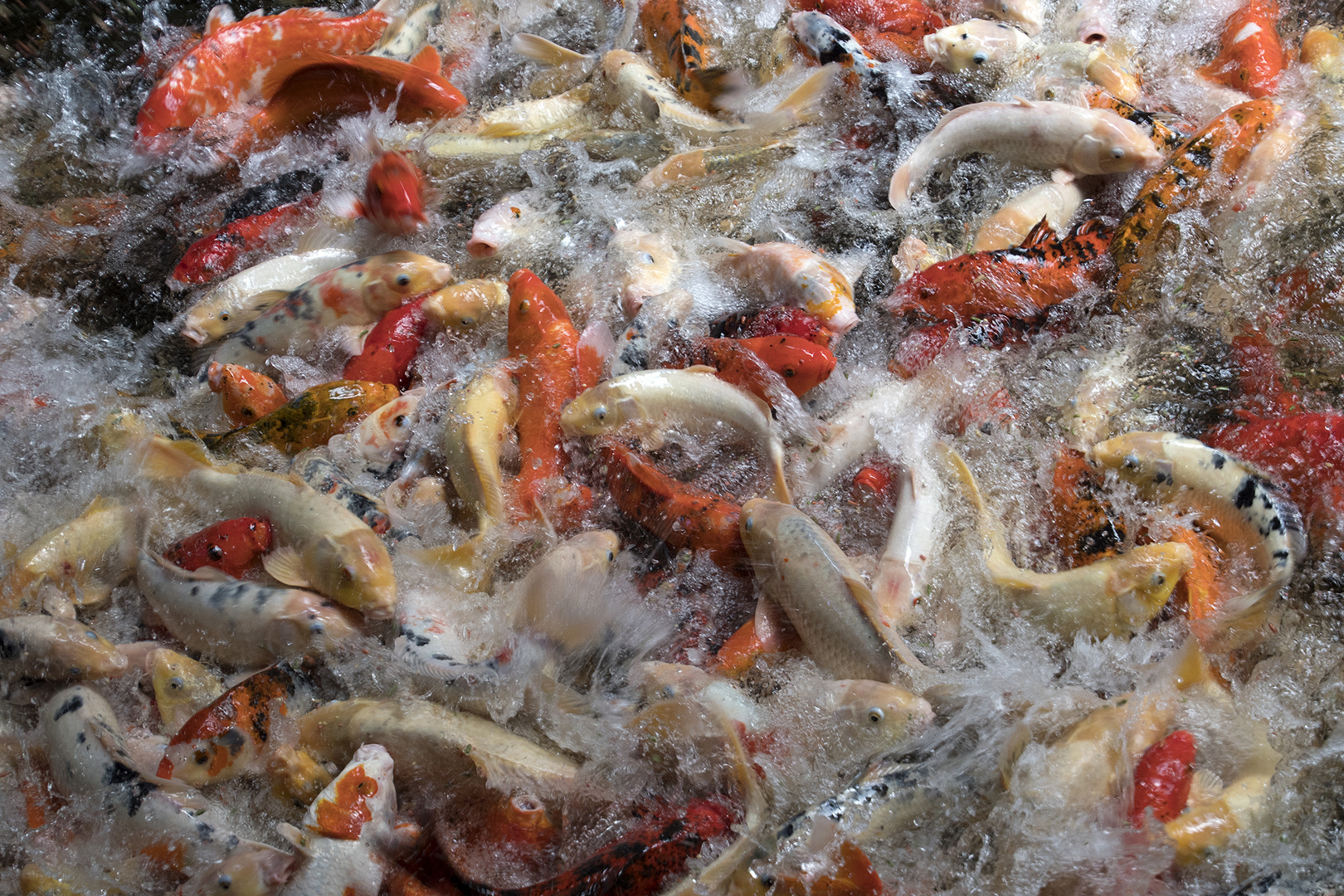 Kois Foto & Bild | tiere, zoo, wildpark & falknerei, zoo: fische Bilder ...