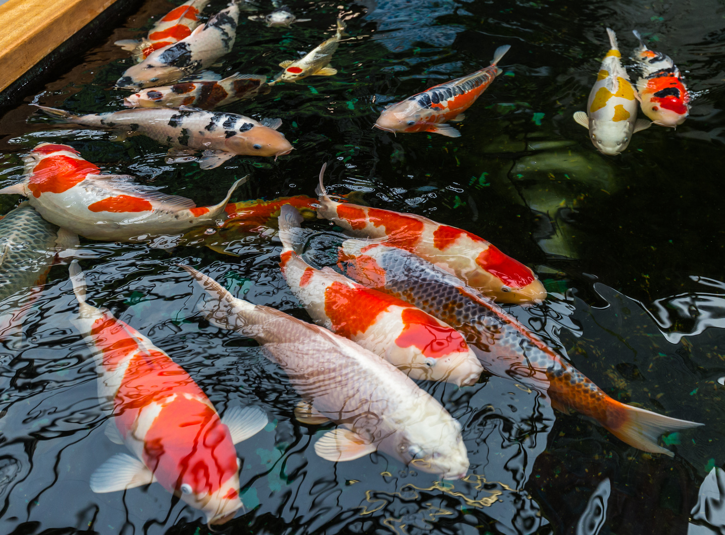 Koi´s Foto & Bild | tiere, zoo, wildpark & falknerei, zoo: fische ...