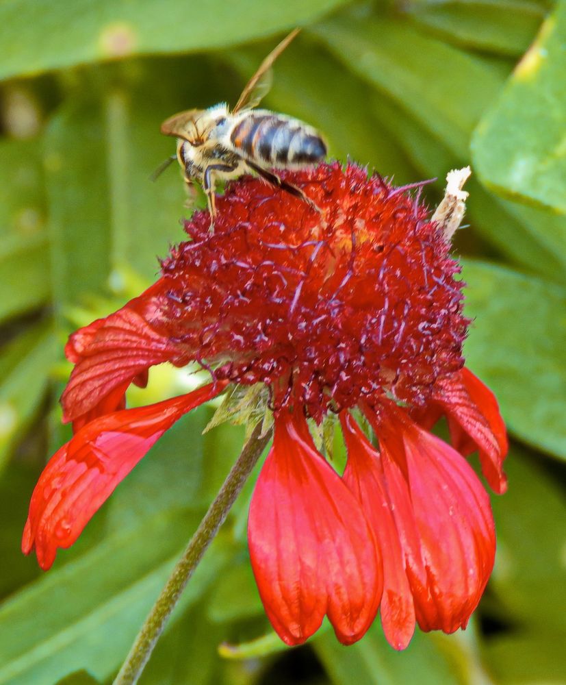 KOKARDE - noch morgenfeucht- ... und der erste 7 Uhr Besucher ;-), Foto ...