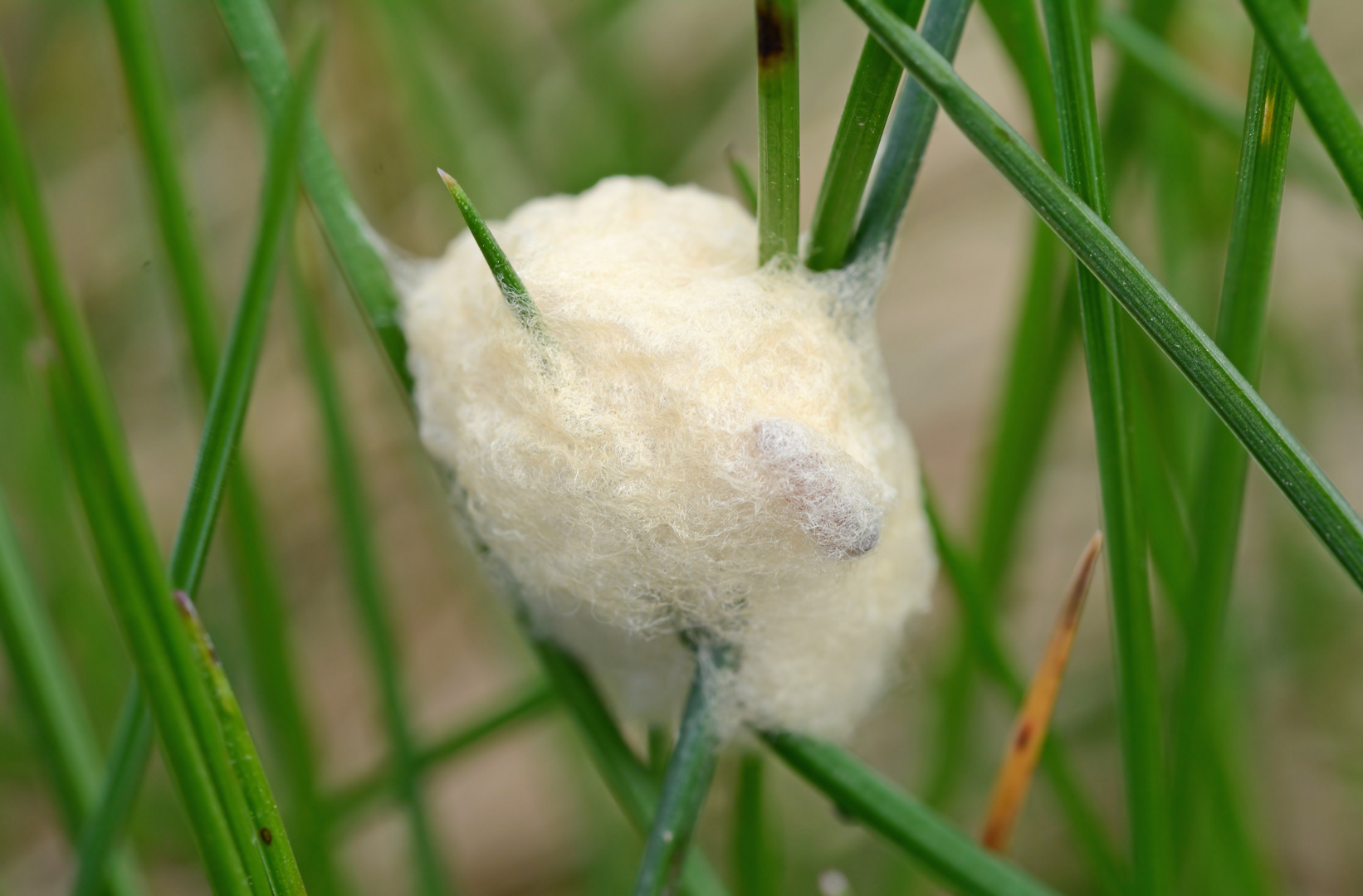 Kokon Foto & Bild | tiere, wildlife, insekten Bilder auf fotocommunity