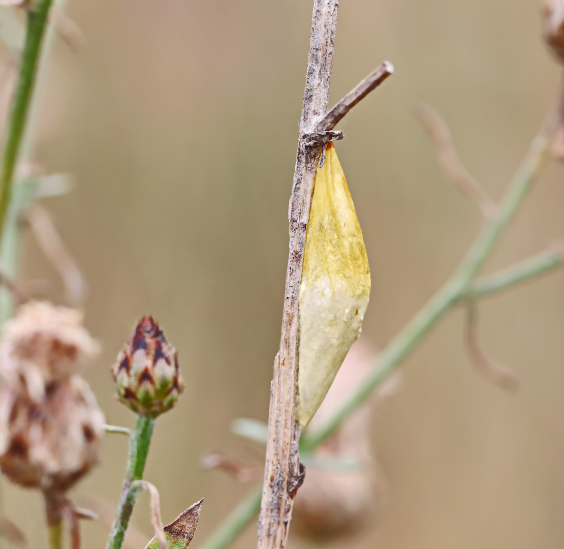 Kokon... Foto & Bild | natur, insekten, tiere Bilder auf fotocommunity