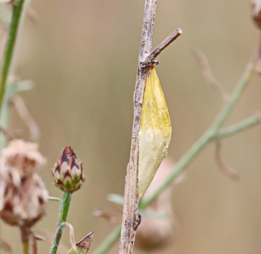 Kokon... Foto & Bild | natur, insekten, tiere Bilder auf fotocommunity