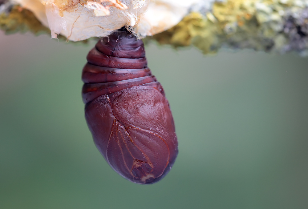 Kokon Foto & Bild | tiere, zoo, wildpark & falknerei, insekten ...