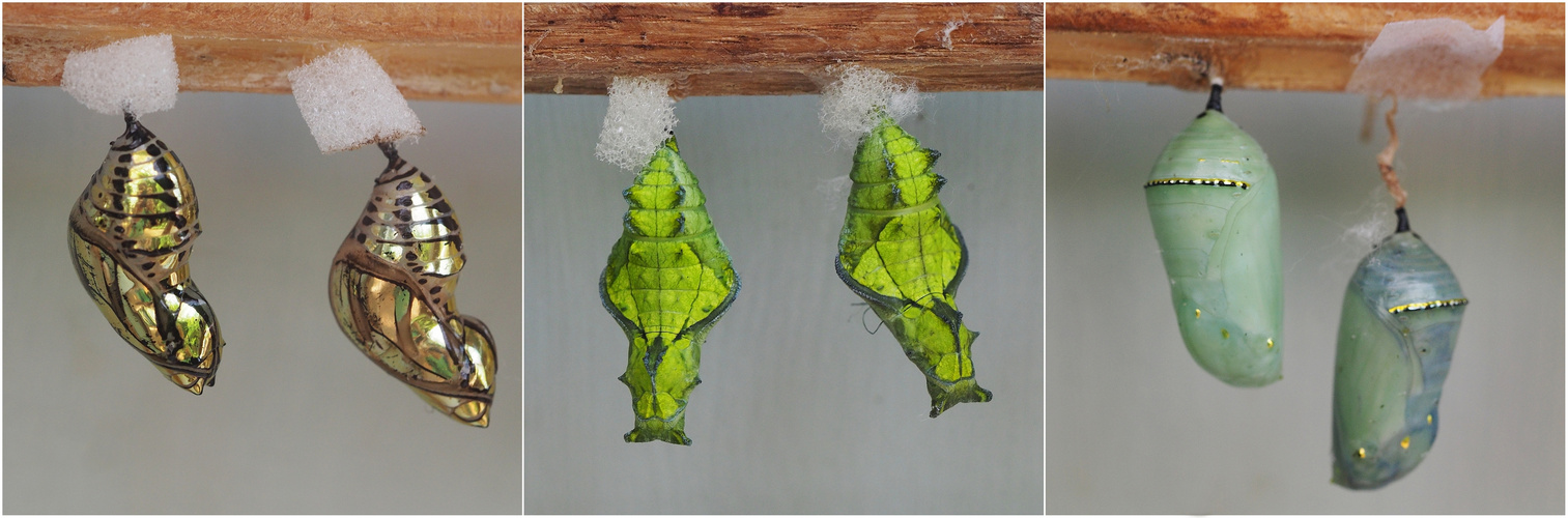 Kokon Foto & Bild | Bilder auf fotocommunity