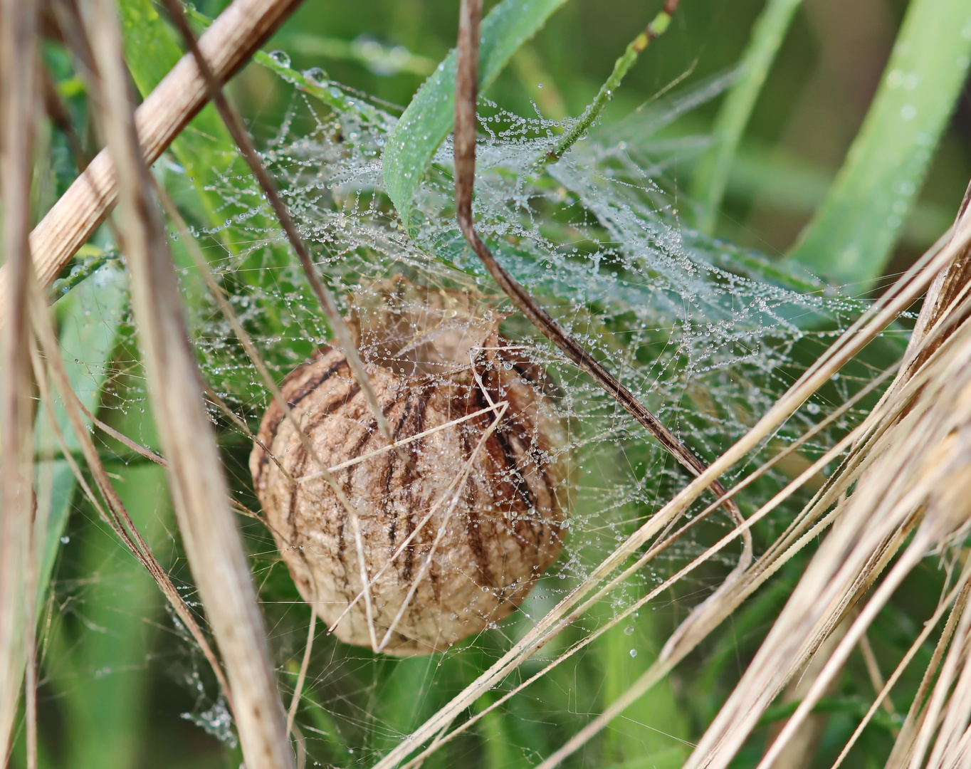Kokon Nr.1... Foto & Bild | natur, tiere, wildlife Bilder auf fotocommunity