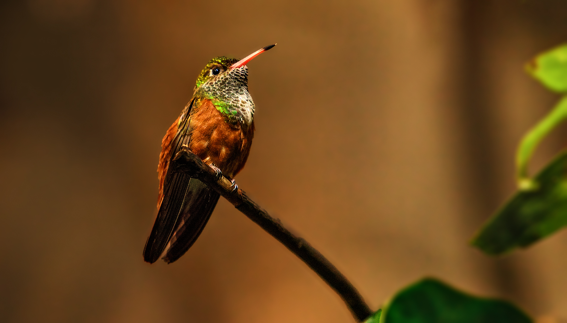 Kolibri 001 Foto & Bild | deutschland, europe, niedersachsen Bilder auf ...