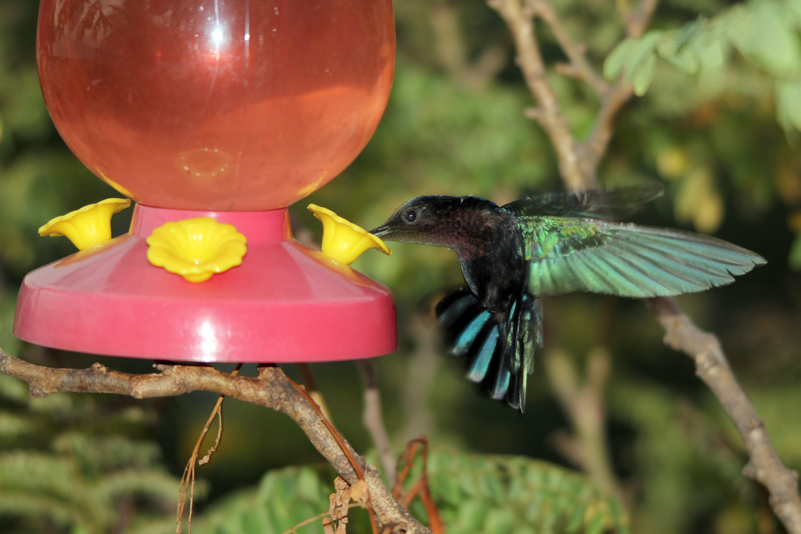 Kolibri Foto & Bild | north america, central america, caribbean sea ...