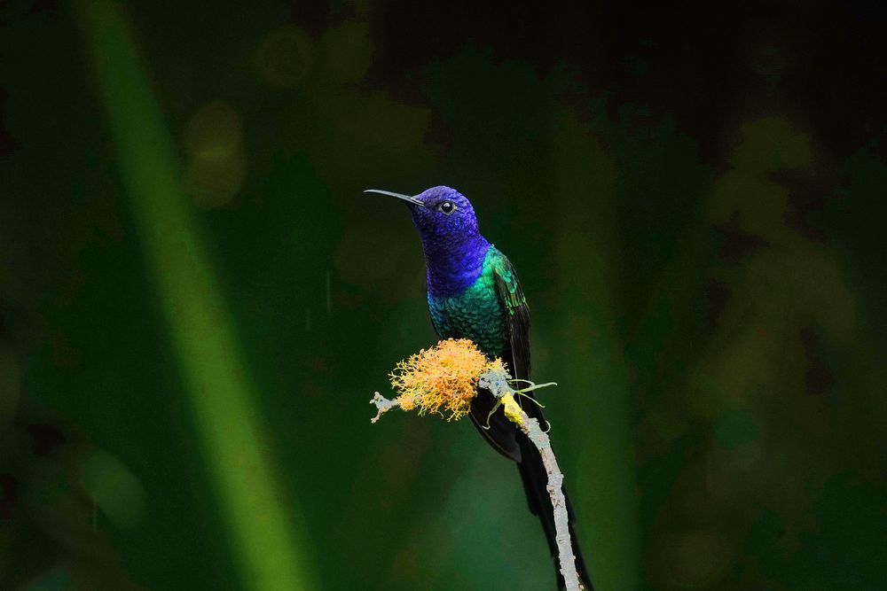 Kolibri Foto & Bild | tiere, wildlife, wild lebende vögel Bilder auf ...
