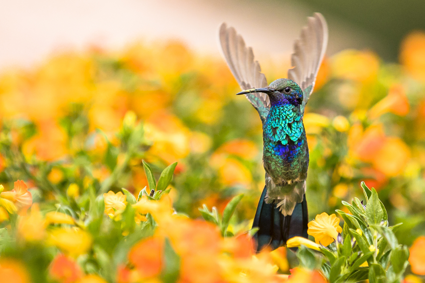Kolibri Foto & Bild | tiere, wildlife, wild lebende vögel Bilder auf ... Kolibri Foto & Bild | tiere, wildlife, wild lebende vögel Bilder auf ...