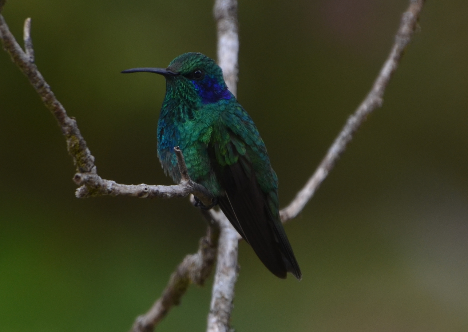 Kolibri Foto & Bild | tiere, wildlife, wild lebende vögel Bilder auf ...