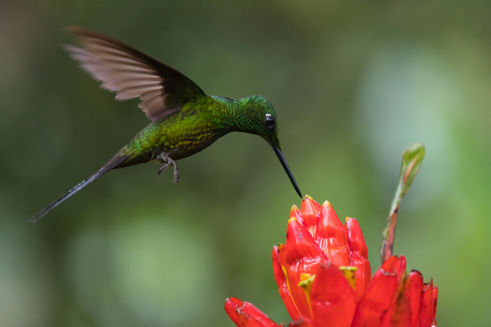 Kolibri Foto & Bild | südamerika, kolibri, ecuador Bilder auf fotocommunity Kolibri Foto & Bild | südamerika, kolibri, ecuador Bilder auf fotocommunity