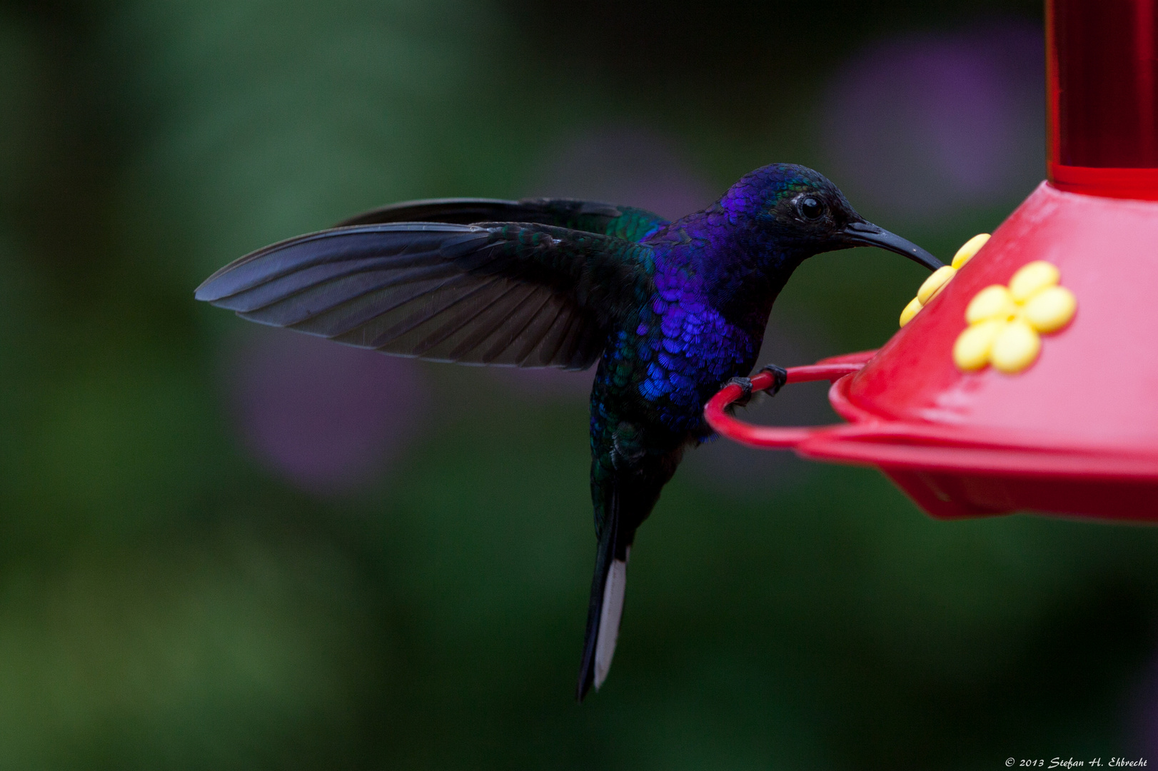 Kolibri Foto & Bild | nature, natur, pajaro Bilder auf fotocommunity