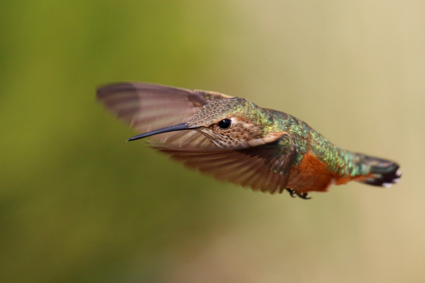 Kolibri im Flug Foto & Bild | tiere, wildlife, wild lebende vögel ...