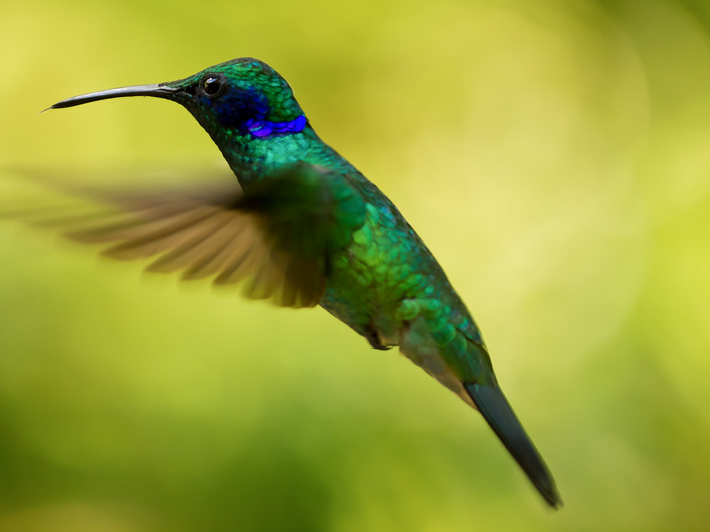 Kolibri im Flug Foto & Bild | tiere, wildlife, wild lebende vögel ... Kolibri im Flug Foto & Bild | tiere, wildlife, wild lebende vögel ...