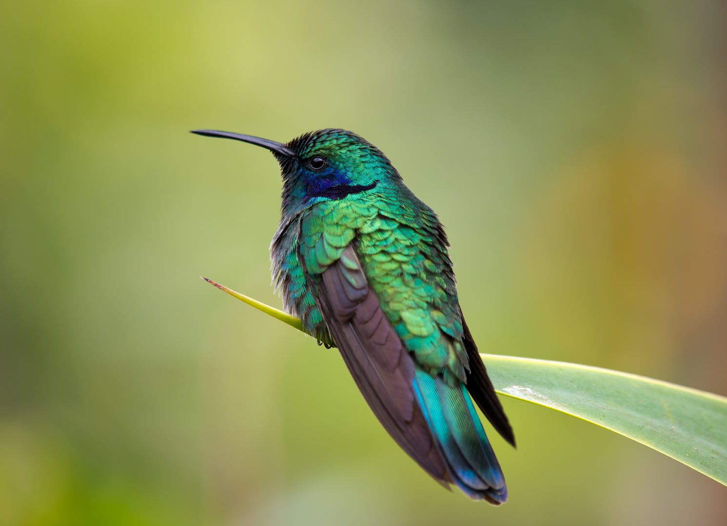 Kolibri in Costa Rica Foto & Bild | tiere, wildlife, wild lebende vögel ... Kolibri in Costa Rica Foto & Bild | tiere, wildlife, wild lebende vögel ...