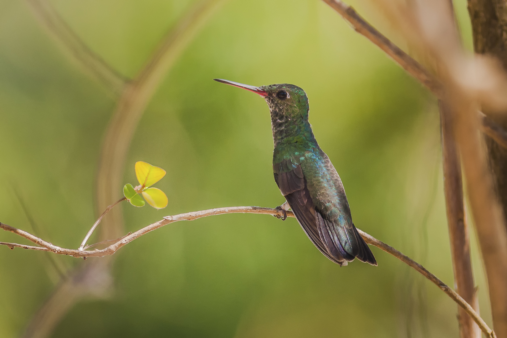 Kolibri - IV Foto & Bild | natur, vogel, tiere Bilder auf fotocommunity