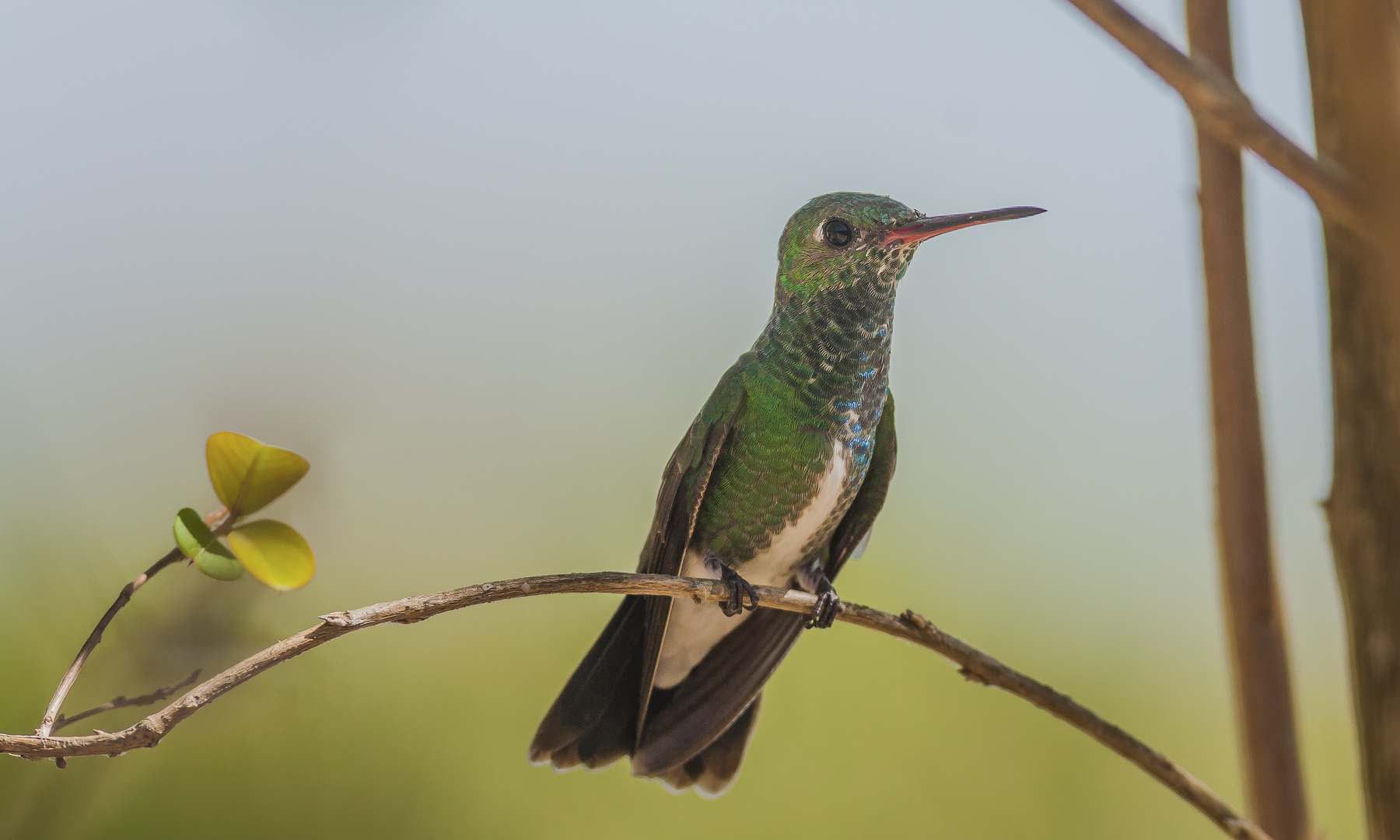 Kolibri - V Foto & Bild | natur, vogel, tiere Bilder auf fotocommunity