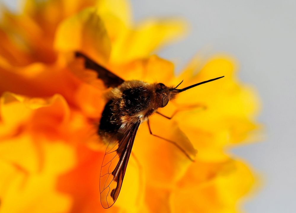 Kolibriinsekt - Bild & Foto von Nico Gerdes aus Frühlingsgefühle ...
