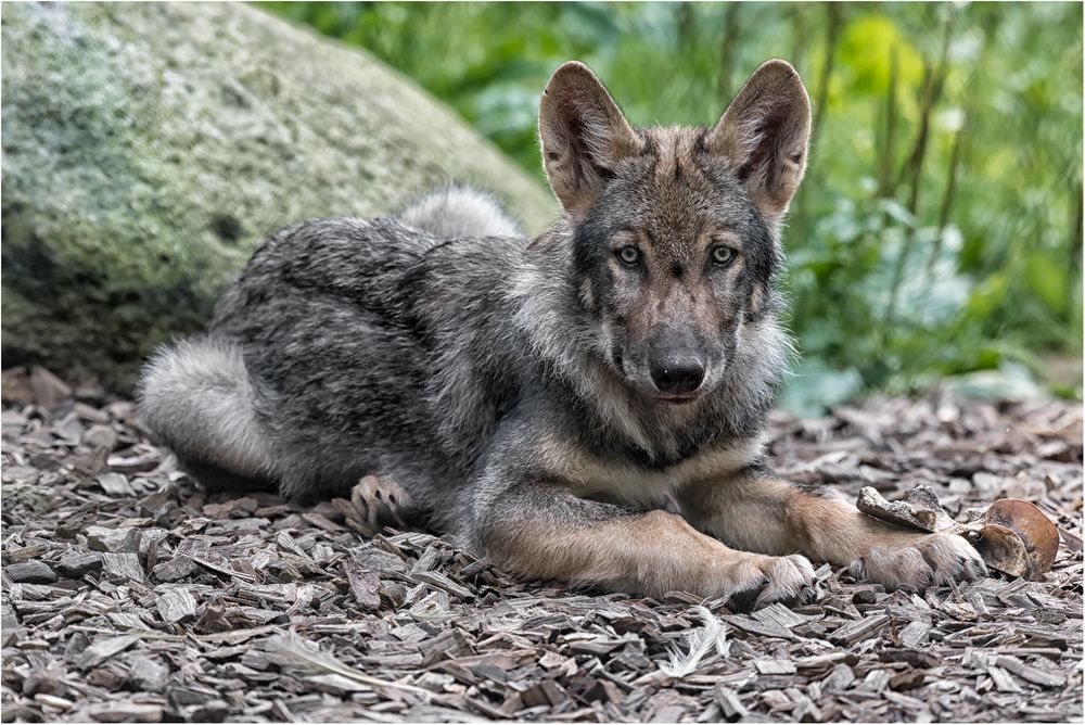 Kolja..... Foto & Bild | nature, natur, liegend Bilder auf fotocommunity