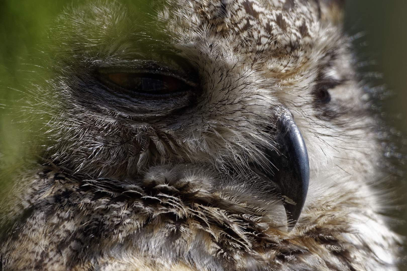 Komischer Kauz Foto & Bild | tiere, zoo, wildpark & falknerei, vögel ...