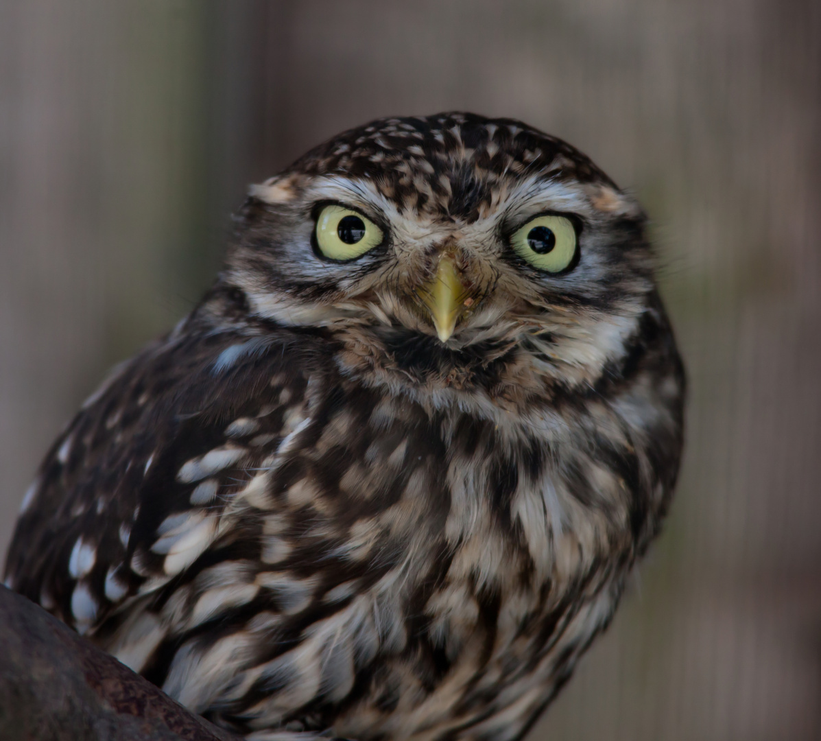 komischer kauz Foto & Bild | tiere, zoo, wildpark & falknerei, vögel ...