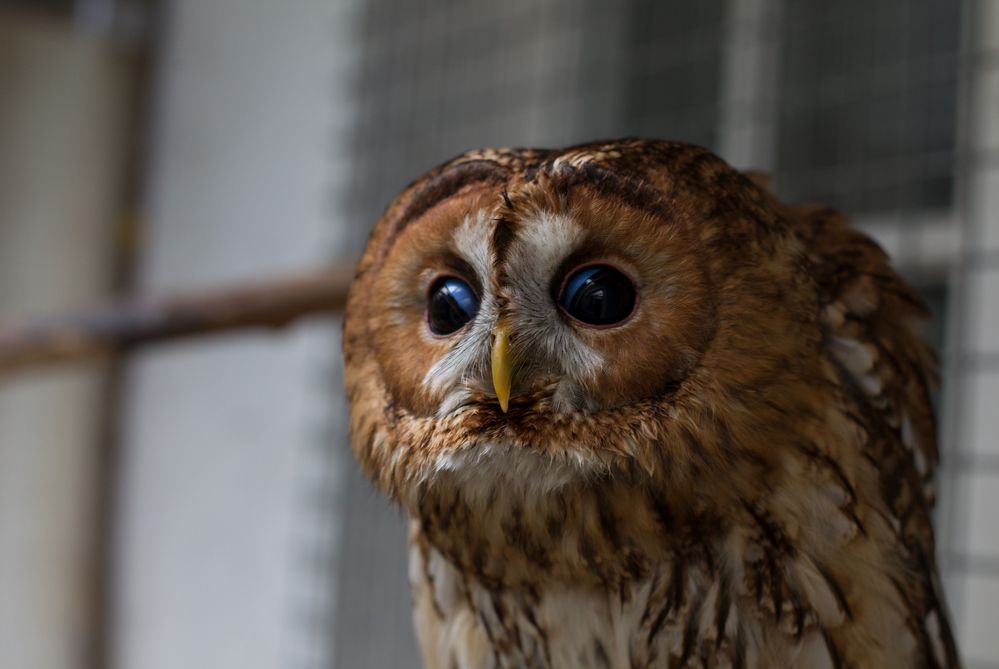 komischer kauz Foto & Bild | natur, zoo, tiere Bilder auf fotocommunity