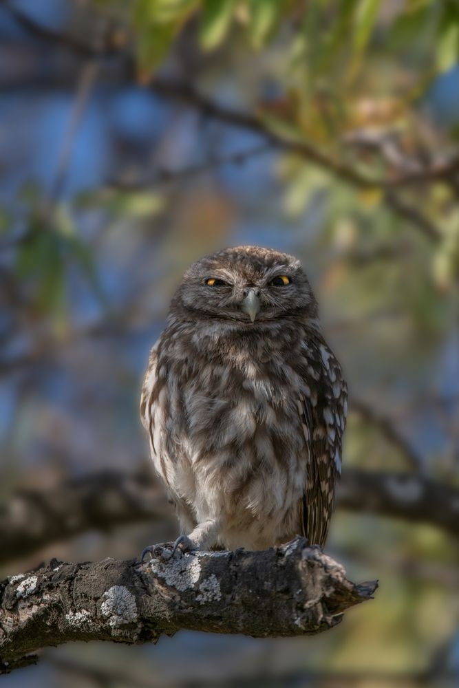 " Komischer Kauz " Foto & Bild | bäume, natur, pflanzen Bilder auf ...