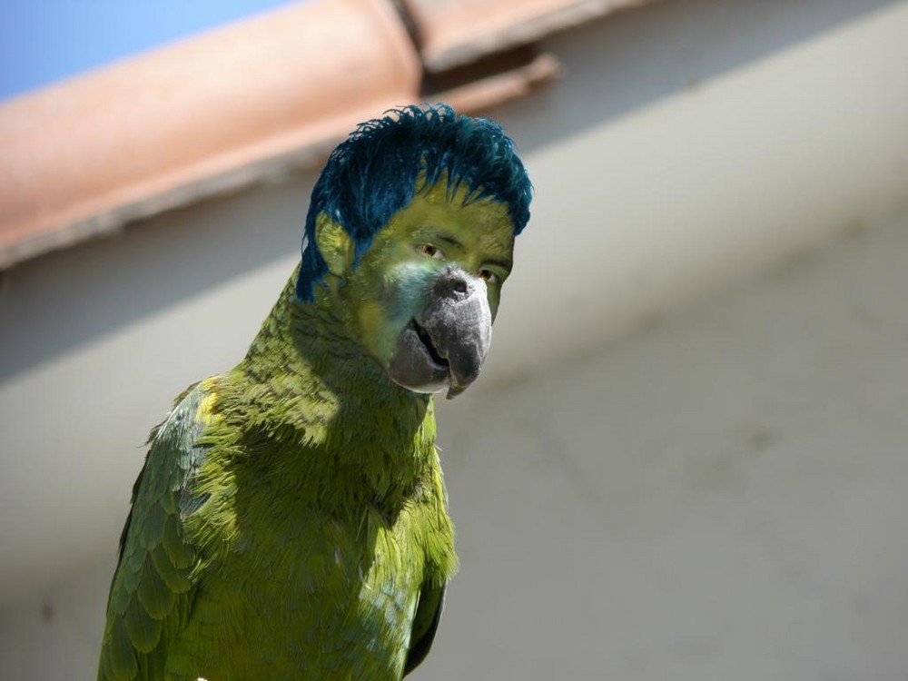 komischer Vogel Foto & Bild | wolpertinger, quatsch & fun, ein ordner ...