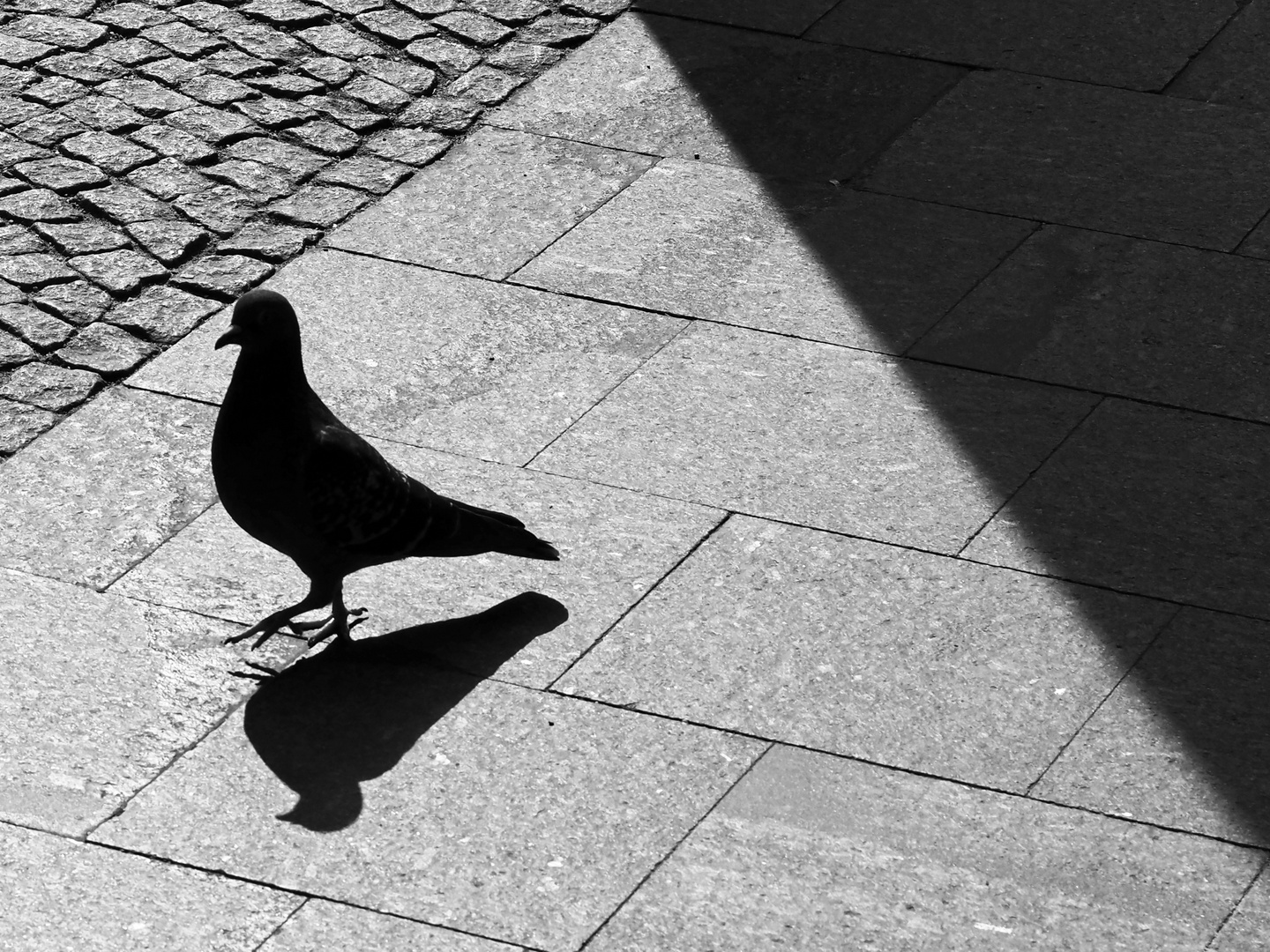 Komischer Vogel Foto & Bild | konzept- fotografie, monochrom, bearbeitungs - techniken Bilder ...