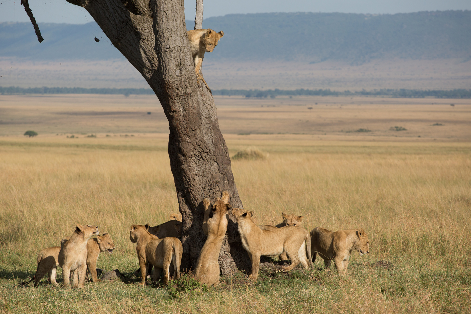 Komm da runter Lucky! Foto & Bild | world, natur, afrika Bilder auf fotocommunity
