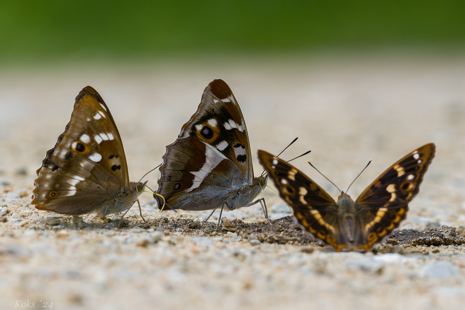 Komm mit ..... Foto & Bild | tiere, wildlife, schmetterlinge Bilder auf ...