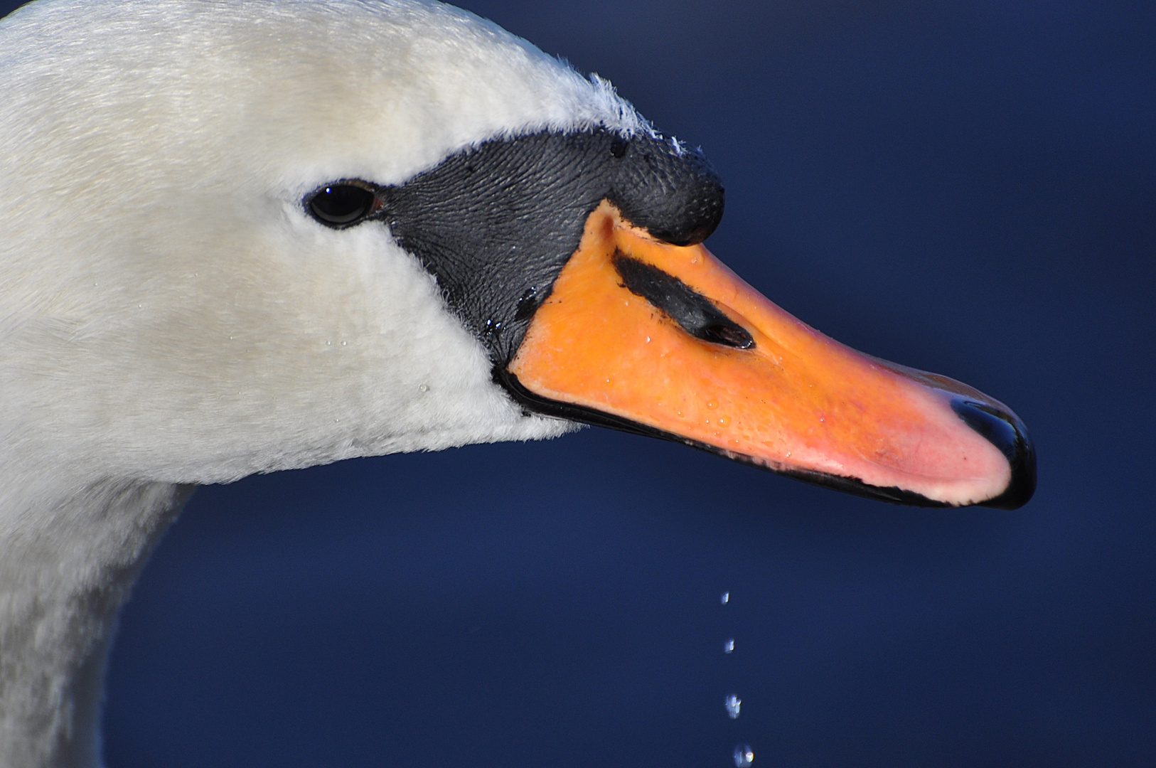 ..komm ruhig näher.. Foto & Bild | tiere, wildlife, wild lebende vögel ...